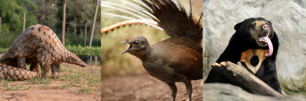 Top 10 animales curiosos